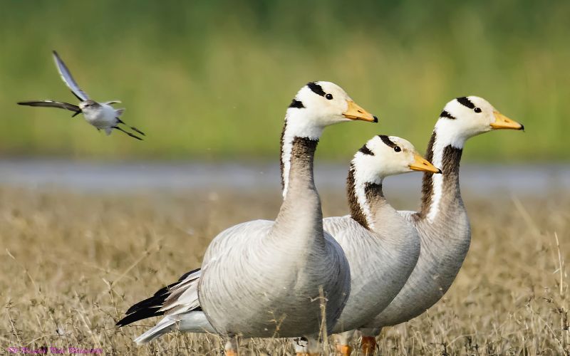 Bar-headed Goose