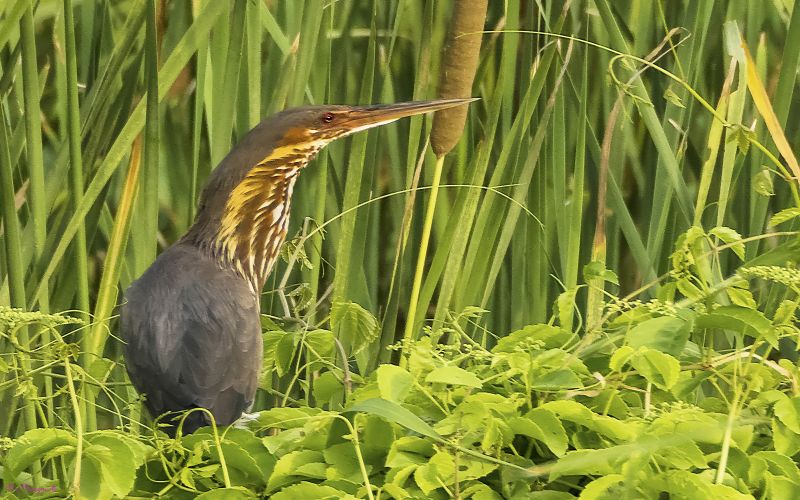 Black Bittern