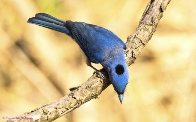 Black-naped Monarch