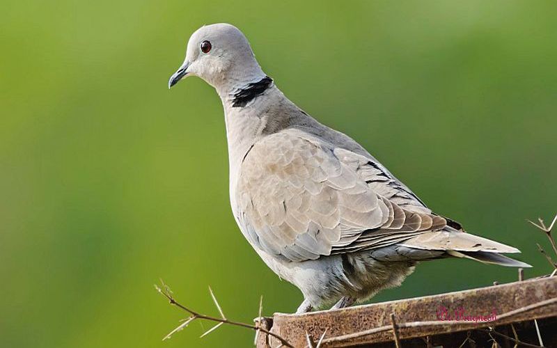 Eurasian Collared Dove