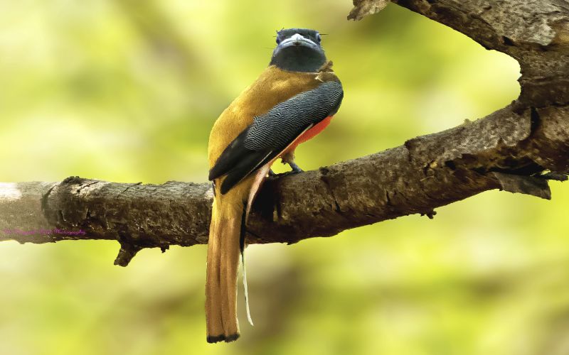 Birds of Indian Subcontinent - Malabar Trogon