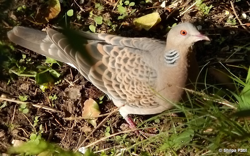 Oriental Turtle Dove
