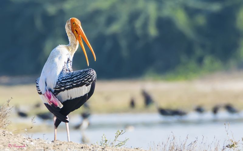 Painted Stork
