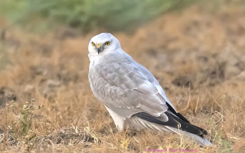 Pallid Harrier