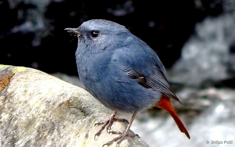 Plumbeous Water Redstart