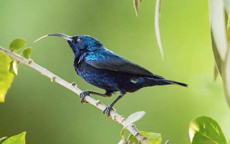 Purple Sunbird