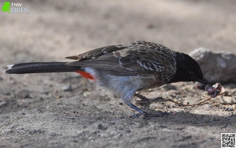 Red-vented Bulbul