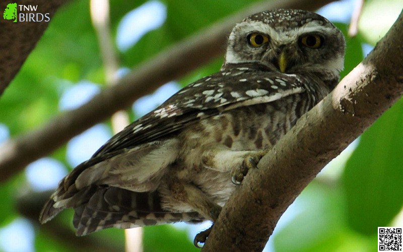 Spotted Owlet