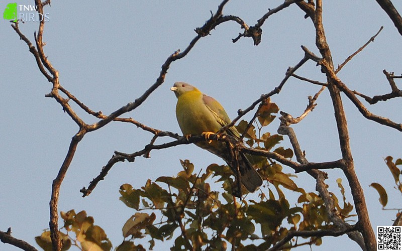 Yellow-footed Green Pigeon