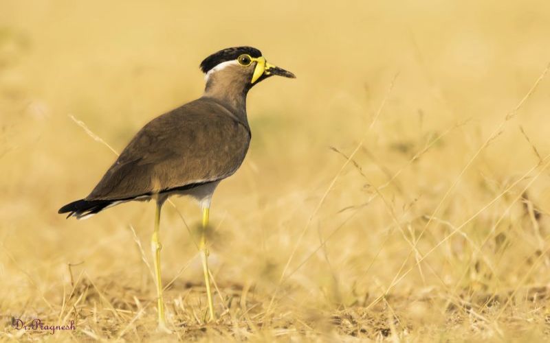 Birds of Indian Subcontinent - Yellow-wattled Lapwing