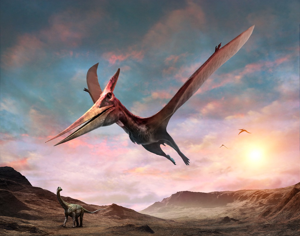 Pteranodon