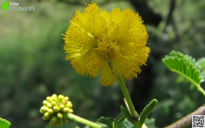 Bengali Flower Names