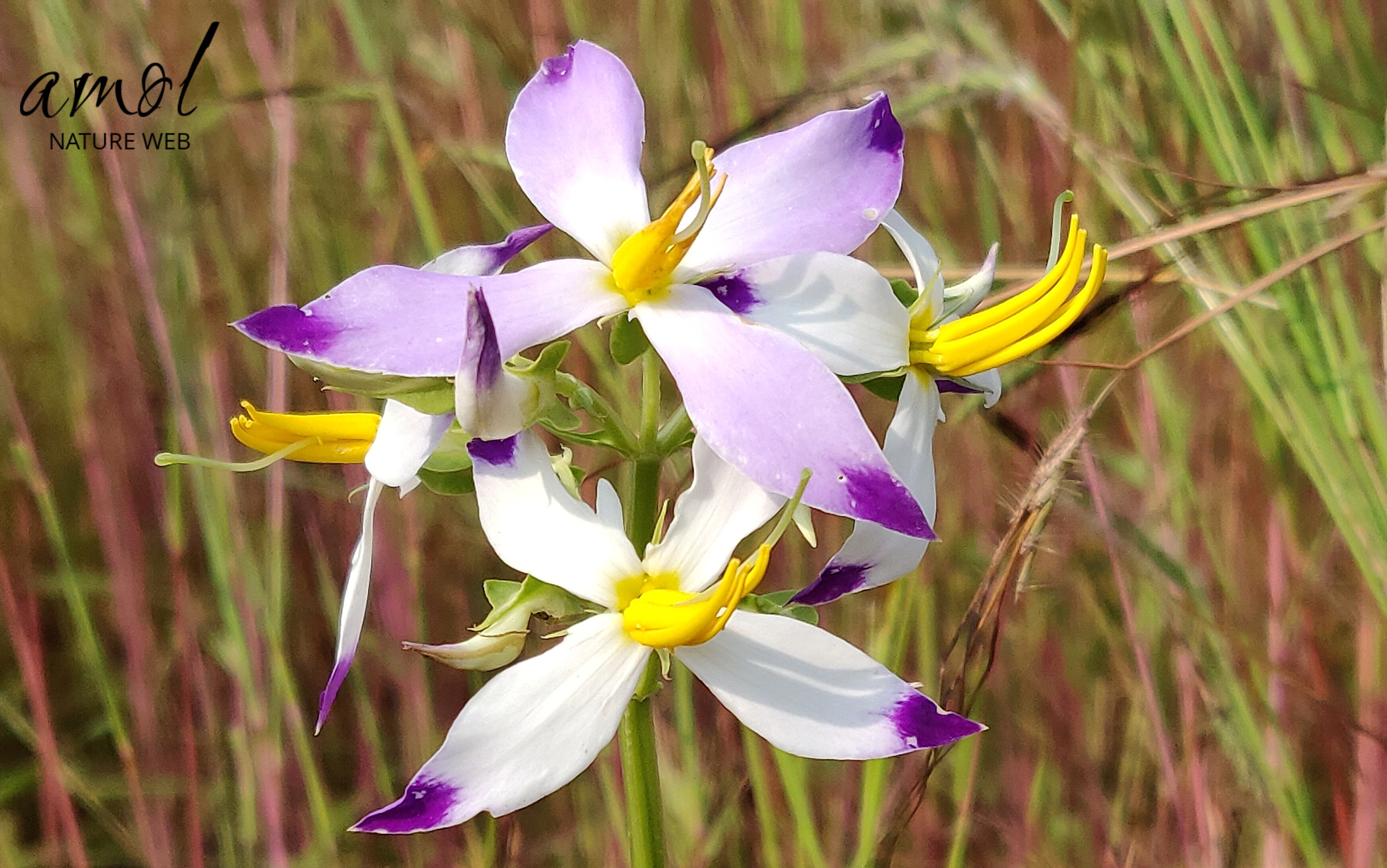 Marathi Flower Names
