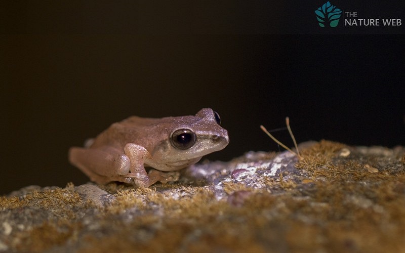 Amboli Bush Frog