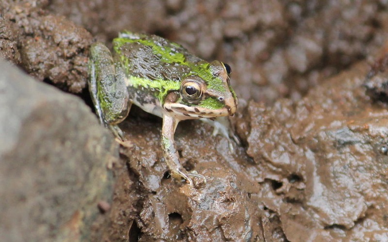 Indian Bullfrog