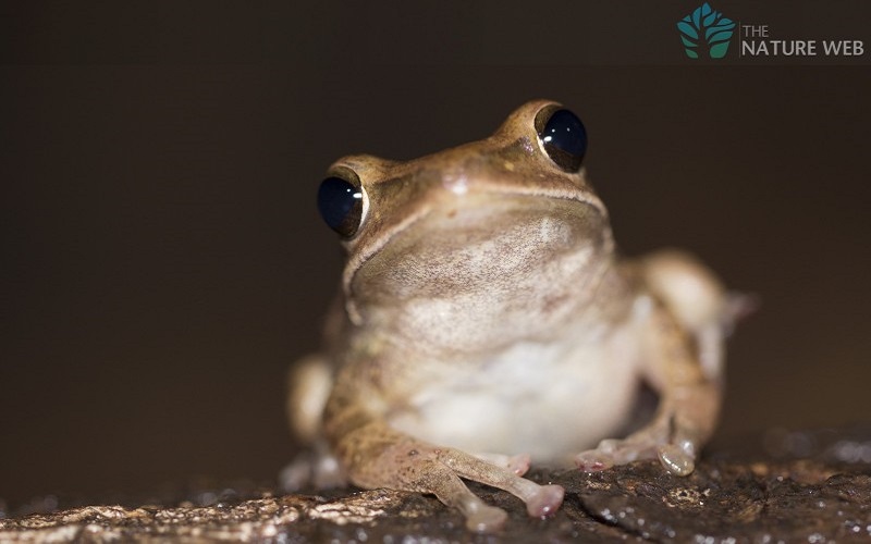Indian Tree Frog