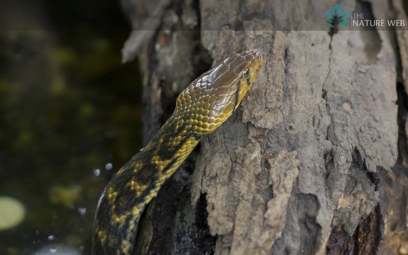 Checkered Keelback