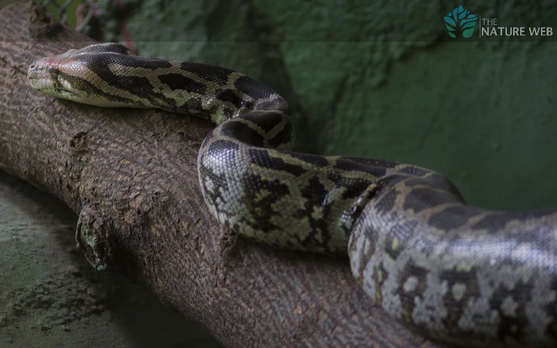 Indian Rock Python