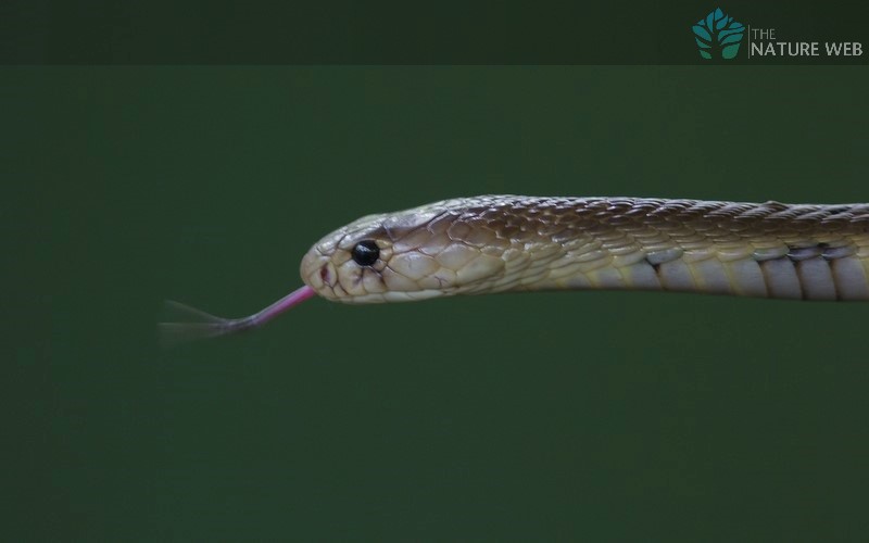 Spectacled Cobra