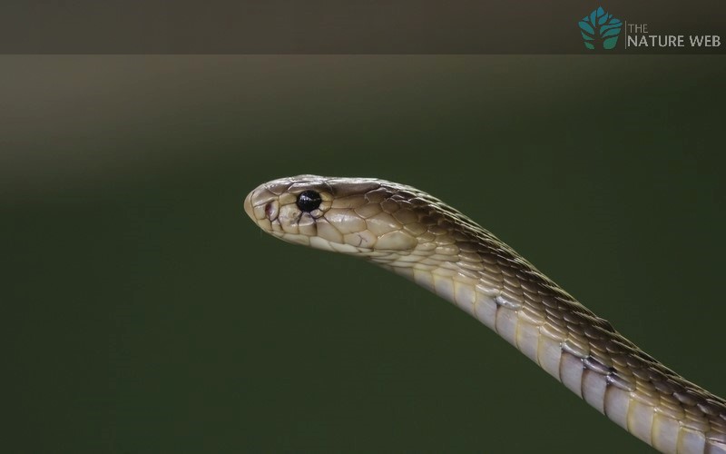 Spectacled Cobra