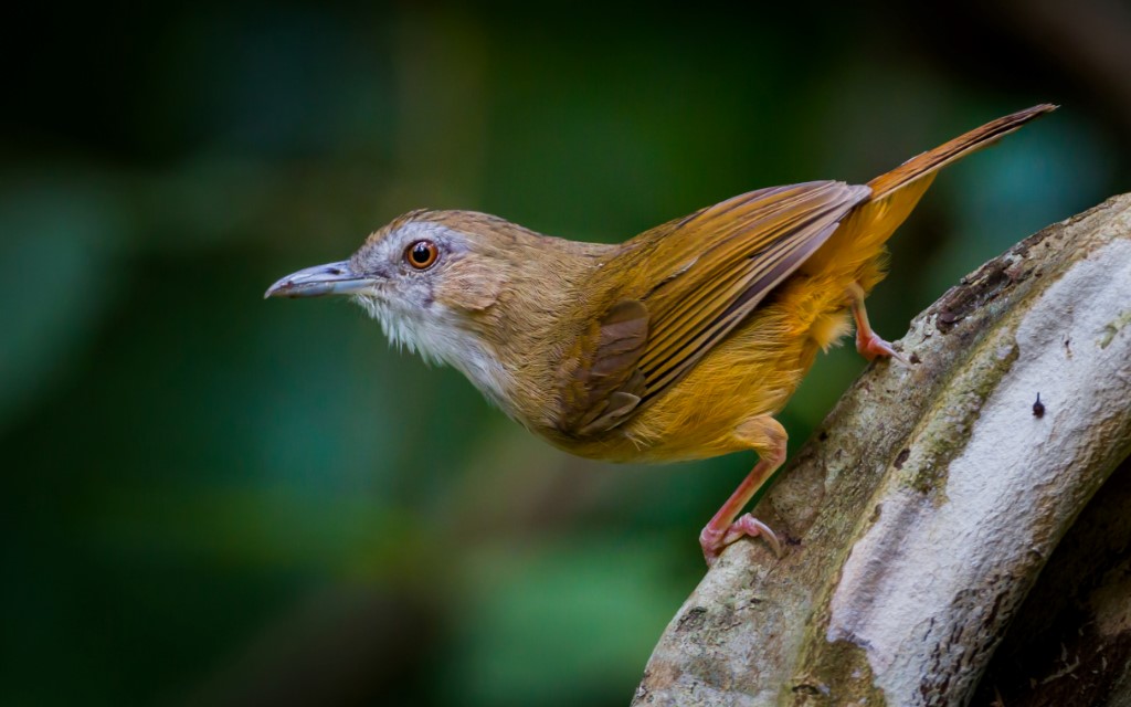 Spot-throated Babbler
