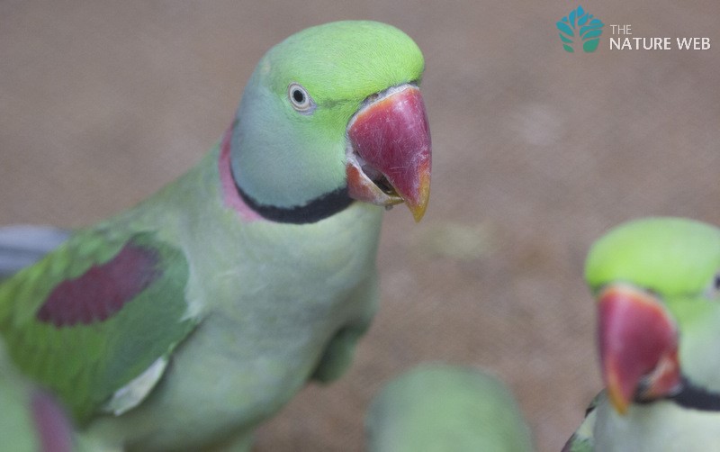 Alexandrine Parakeet