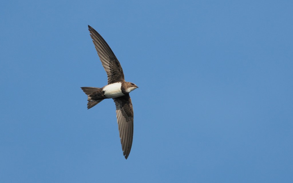 Birds of Indian Subcontinent - Alpine Swift