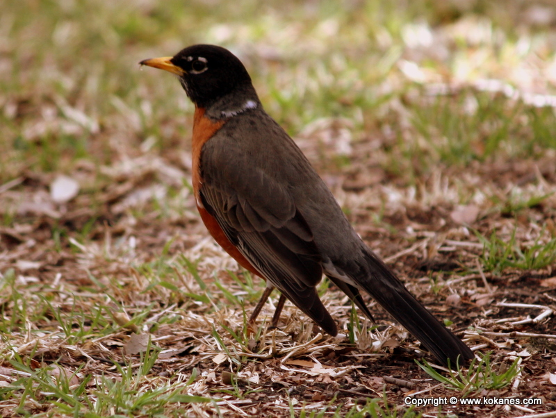 White-collared Blackbird