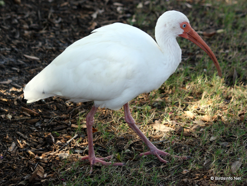 American White Ibis