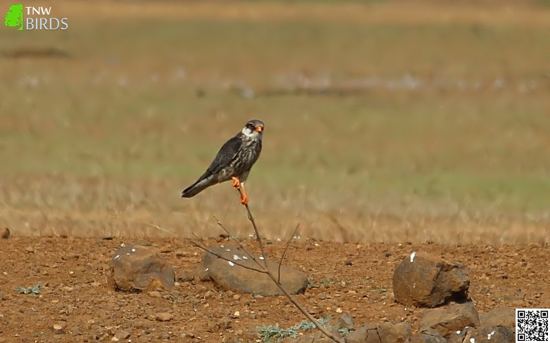 Birds of Indian Subcontinent - Amur Falcon