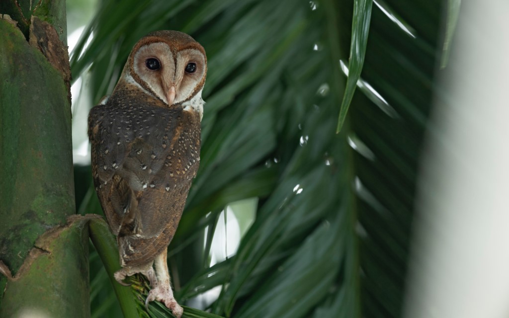 Birds of Indian Subcontinent - Andaman Masked Owl