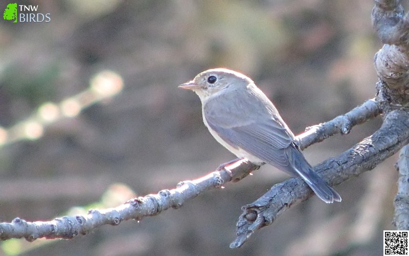 Asian Brown Flycatcher