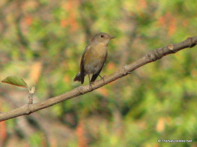 Asian Brown Flycatcher