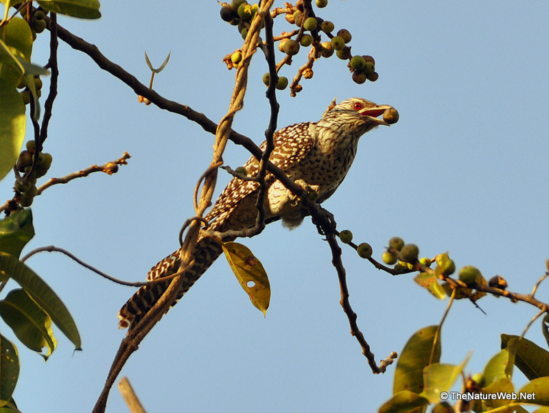 Asian Koel