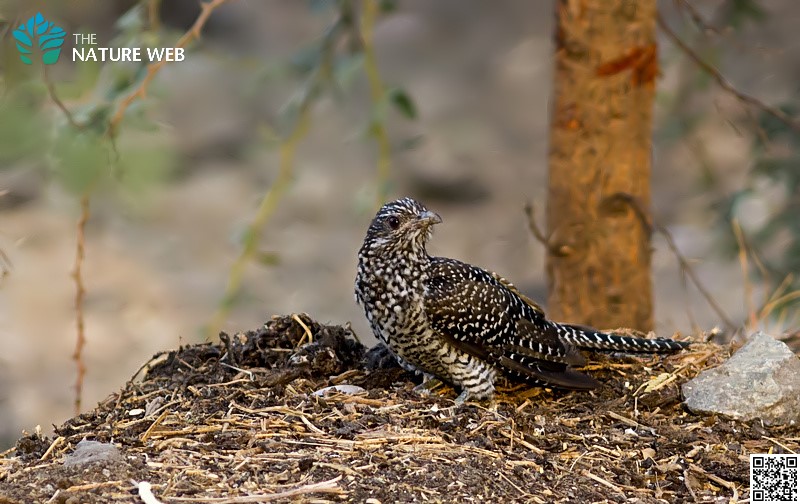 Birds of Indian Subcontinent - Asian Koel