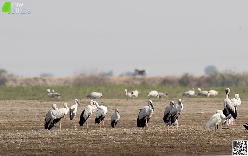Asian Openbill Stork