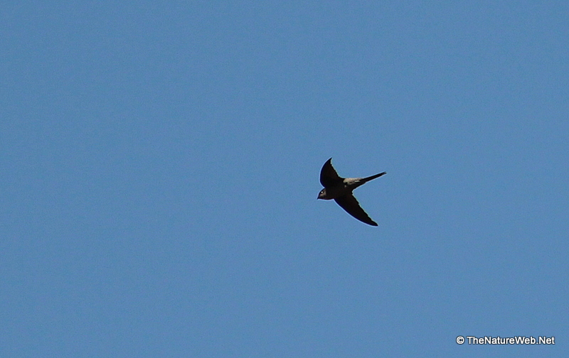 Lesser Swallow-tailed Swift