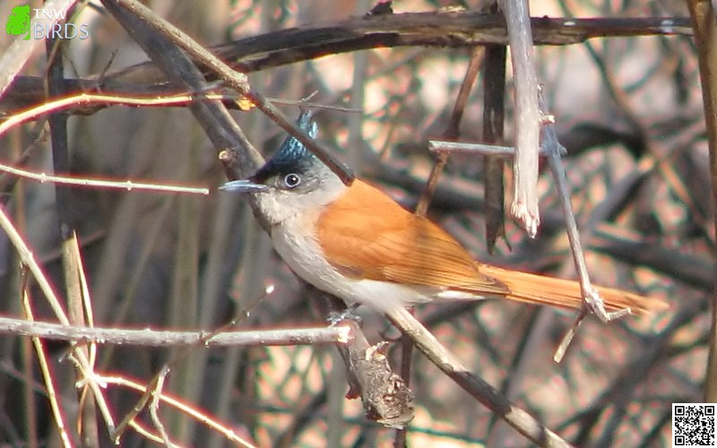 Asian Paradise Flycatcher