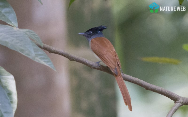 Asian Paradise Flycatcher