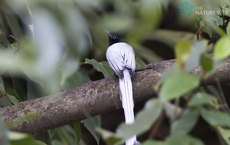 Asian Paradise Flycatcher
