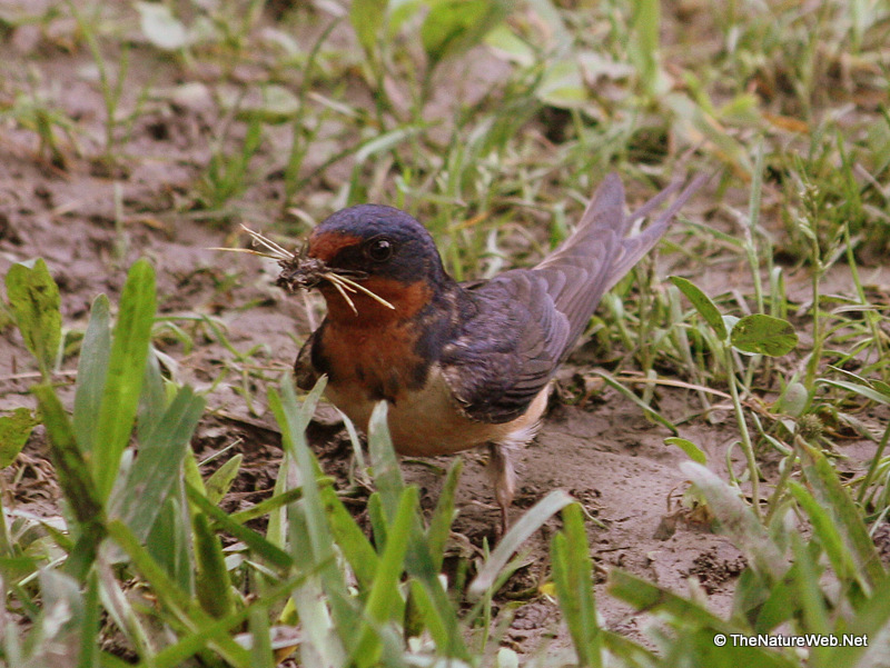 Grey-throated Martin