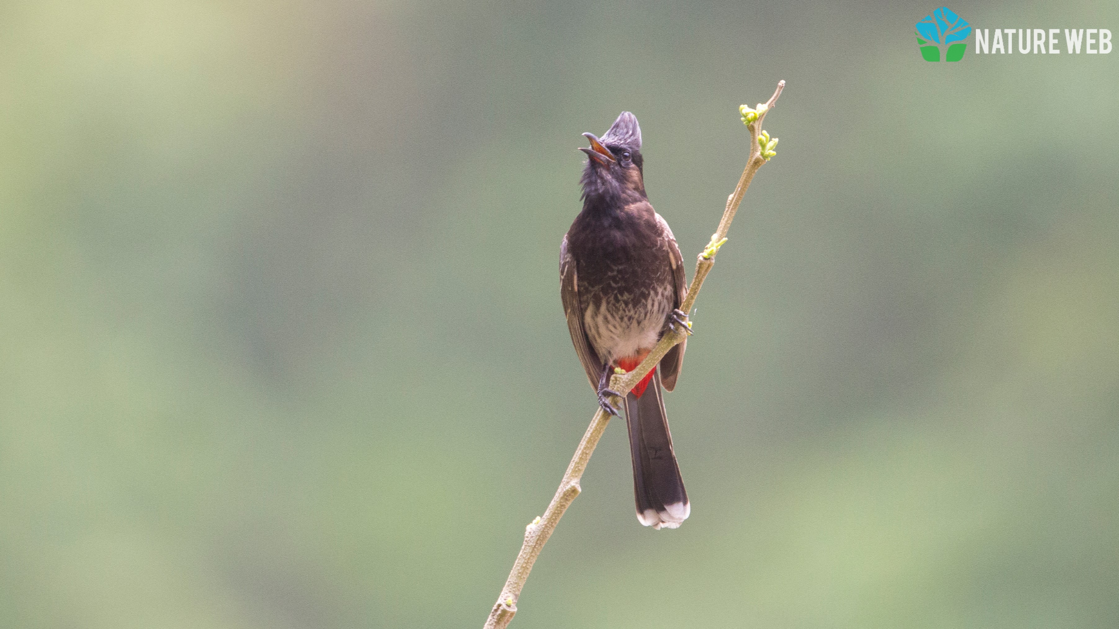 Bengal Red-vented Bulbul