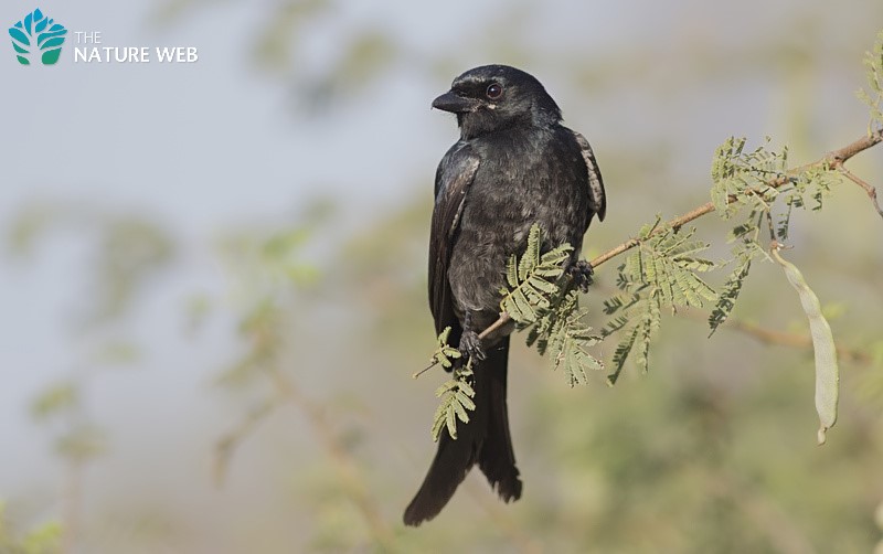 Birds of Indian Subcontinent - Black Drongo