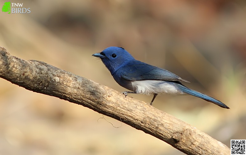 Black-naped Monarch