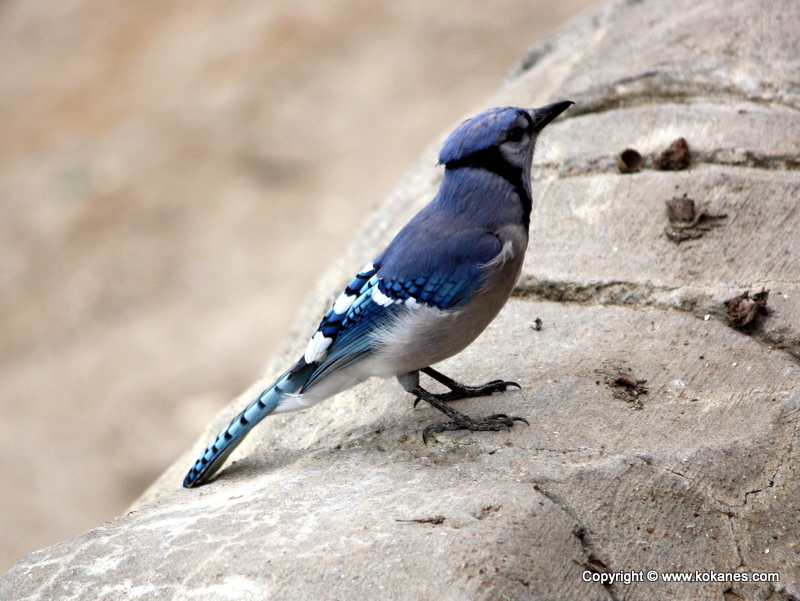 Blue Jay