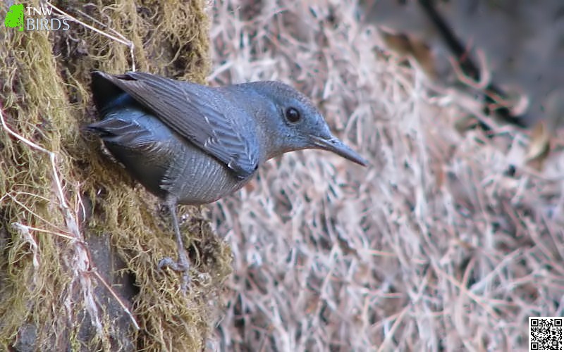Blue Rock Thrush