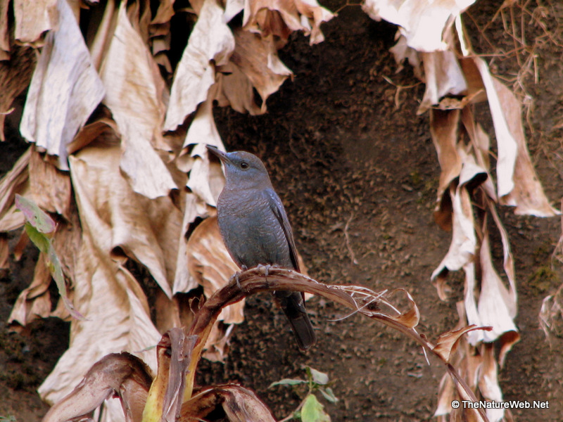Blue Rock Thrush