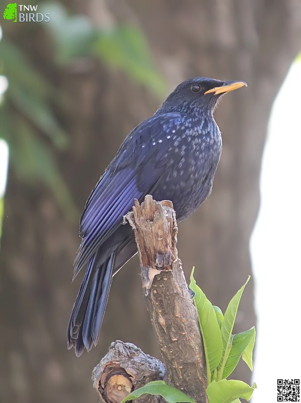 Blue Whistling Thrush