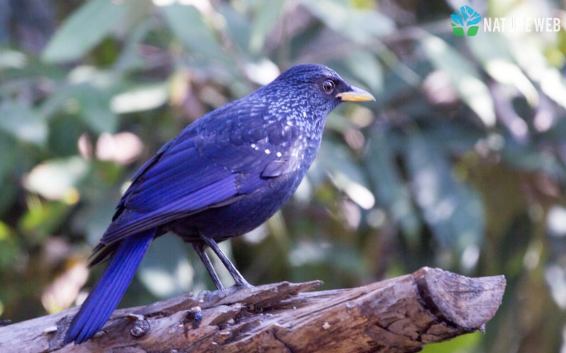 Blue Whistling Thrush