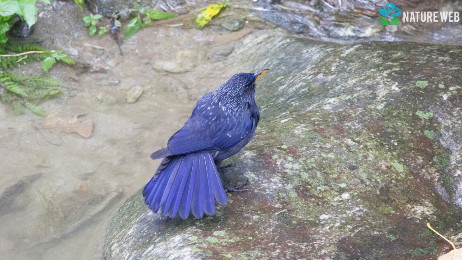 Blue Whistling Thrush